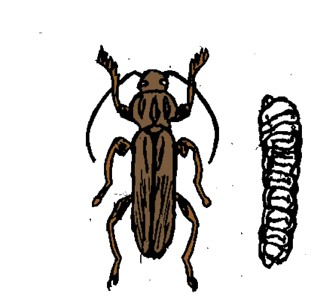 Capricorne des Maisons - L'Insecte Xylophage Hylotrupes bajulus