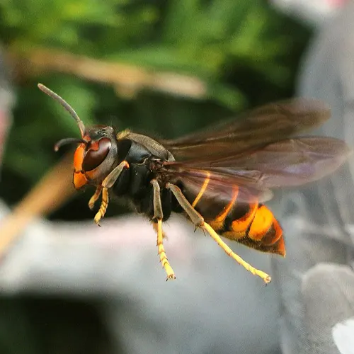 Frelon : Reconnaître, Identifier les Frelons Européens et Asiatiques ...