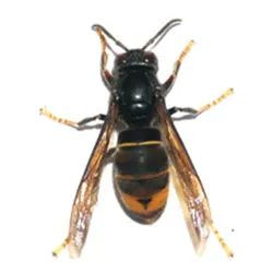 Frelon : Reconnaître, Identifier les Frelons Européens et Asiatiques ...