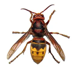 Frelon : Reconnaître, Identifier les Frelons Européens et Asiatiques ...