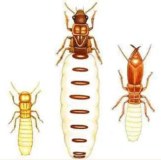 Termites - Insectes xylophages : Morphologie ! Biologie ! Détection ...