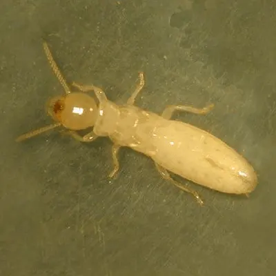Termites - Insectes xylophages : Morphologie ! Biologie ! Détection ...