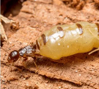 Termites - Insectes xylophages : Morphologie ! Biologie ! Détection ...